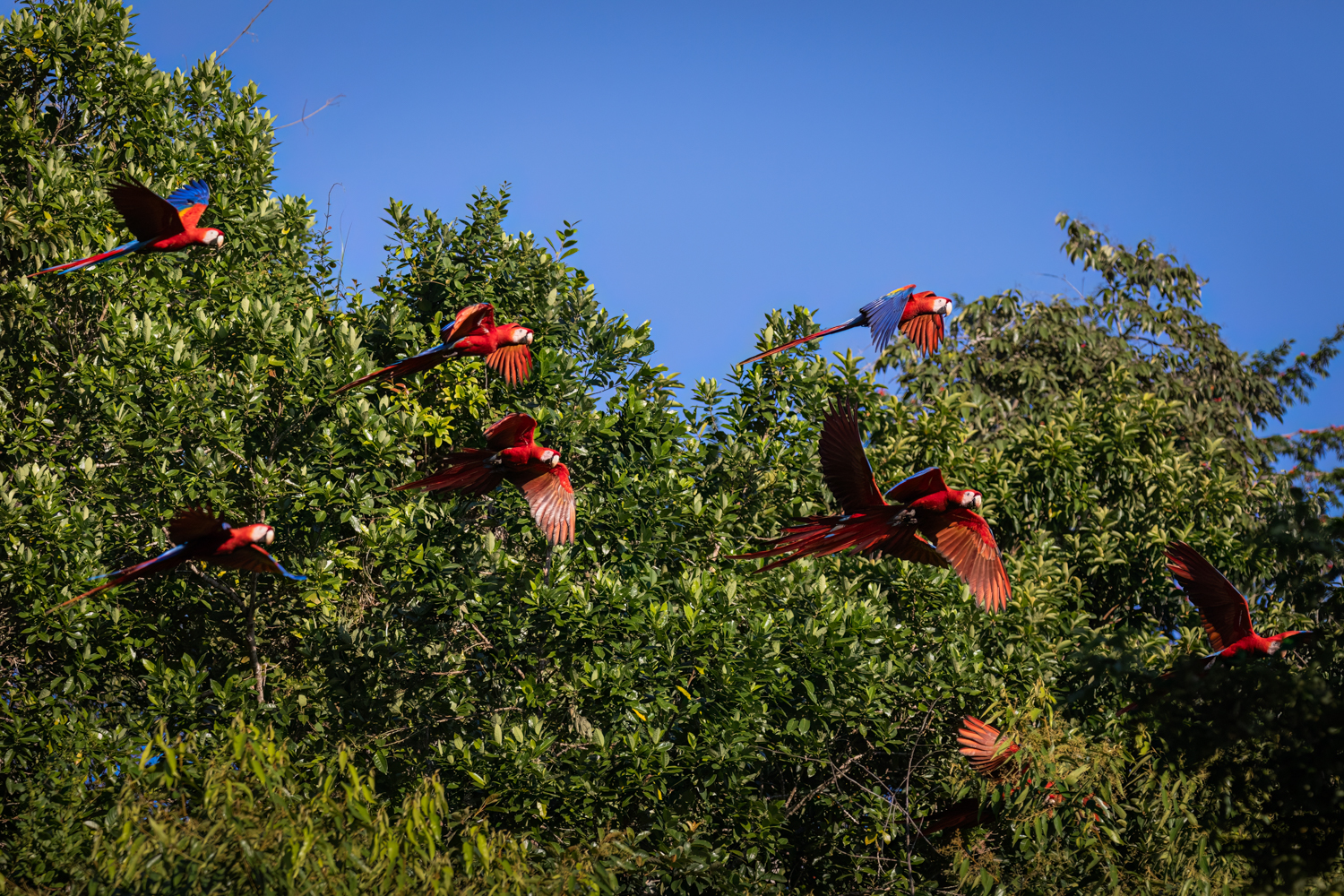 Red Bank, Belize: Scarlet Macaw Paradise – Enter Belize