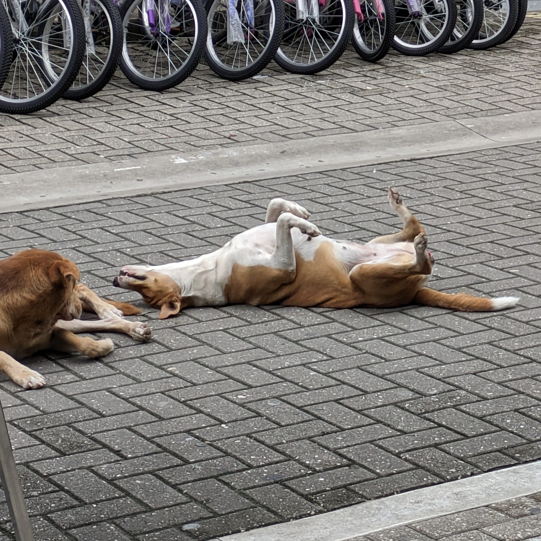 Potlicka: Street Dogs Of Belize – Enter Belize